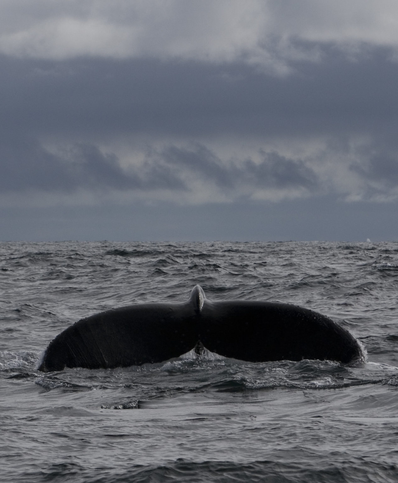 Moon whale artistic process