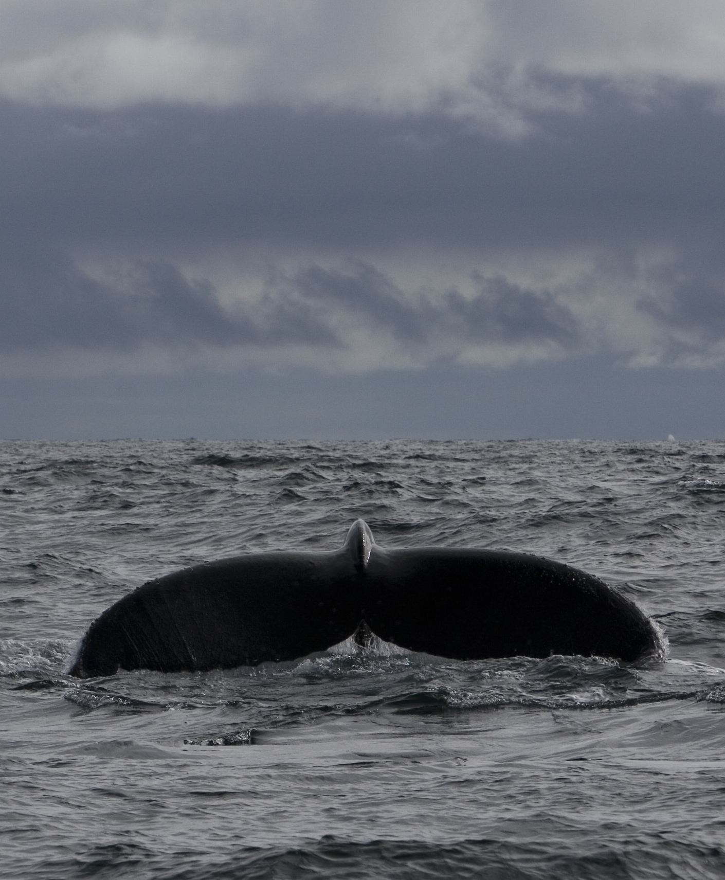 Moon whale artistic process